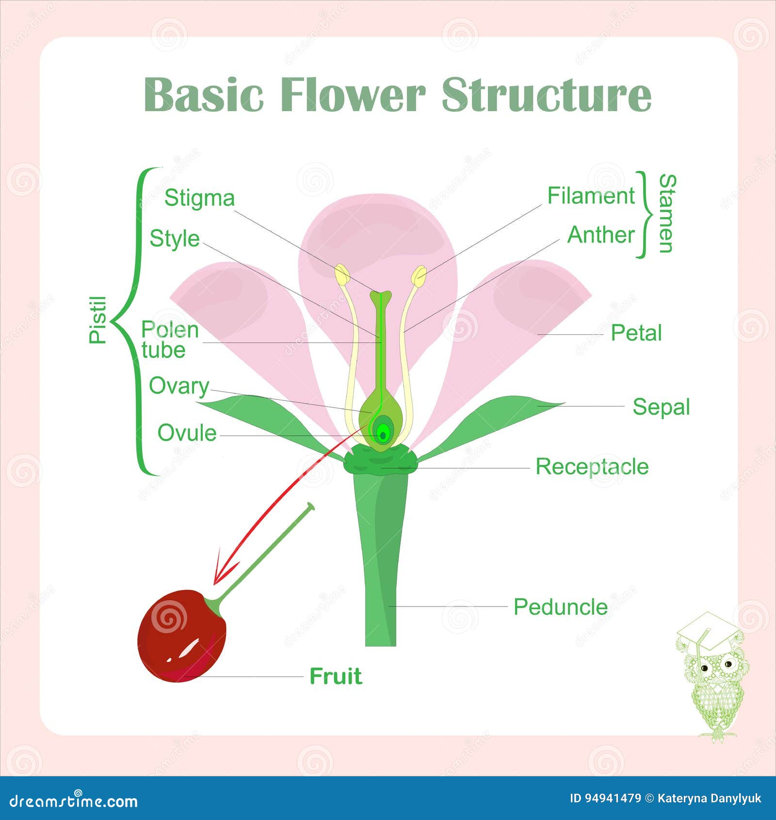 Scheme of Basic Flower Structure. Learning Biology Stock Vector ... Scheme of Basic Flower Structure. Learning Biology Stock Vector ...