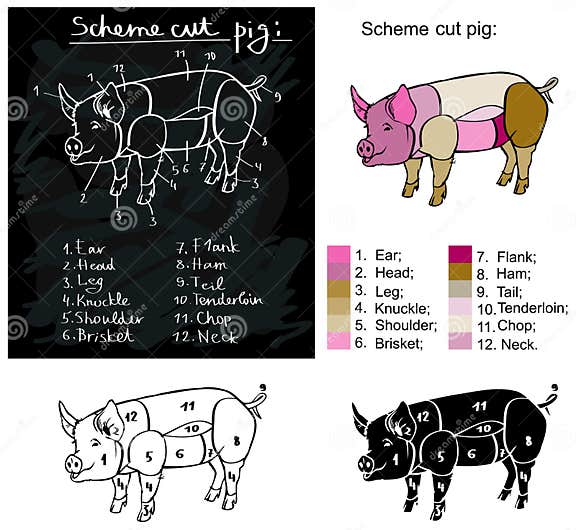 Scheme cutting pig stock vector. Illustration of chalk - 63961328