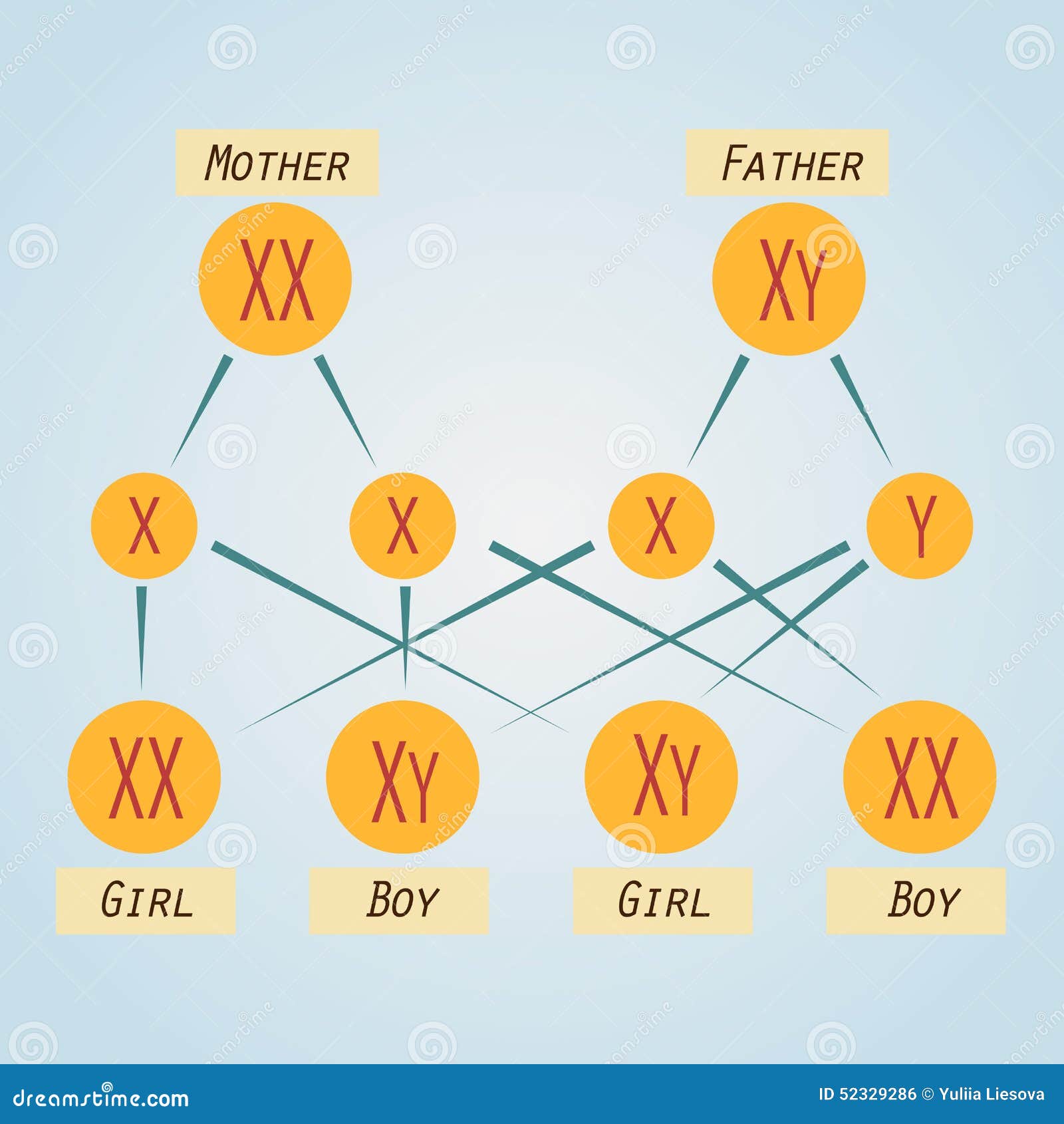Scheme How X And Y Chromosomes Are Passed On. Chromosomal Definition Of ... Scheme How X And Y Chromosomes Are Passed On. Chromosomal Definition Of ...