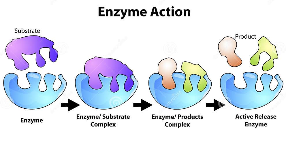 Scheme of Enzyme Action on a Substrate Stock Illustration ...