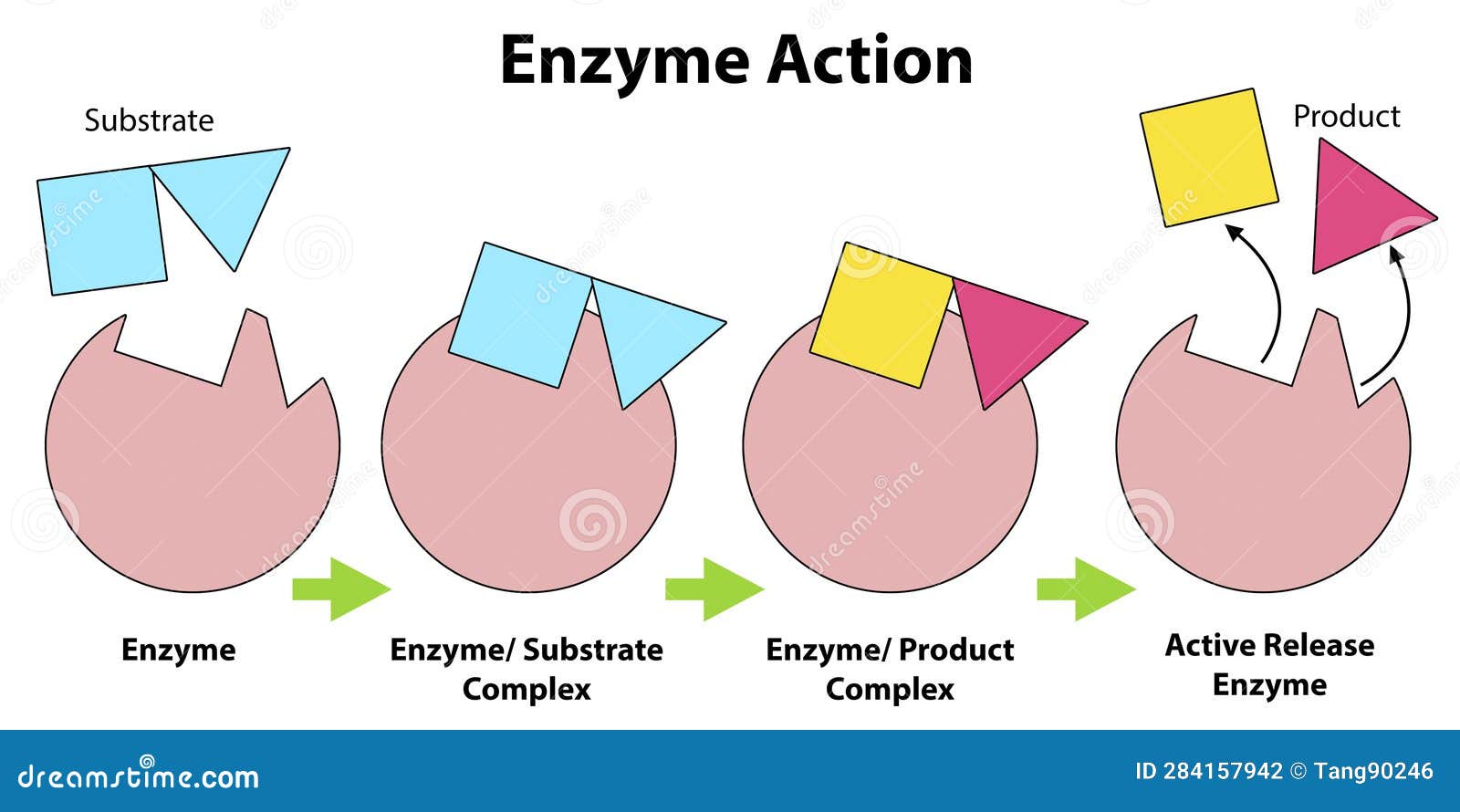 Scheme Of Enzyme Action On A Substrate Cartoon Vector | CartoonDealer ...
