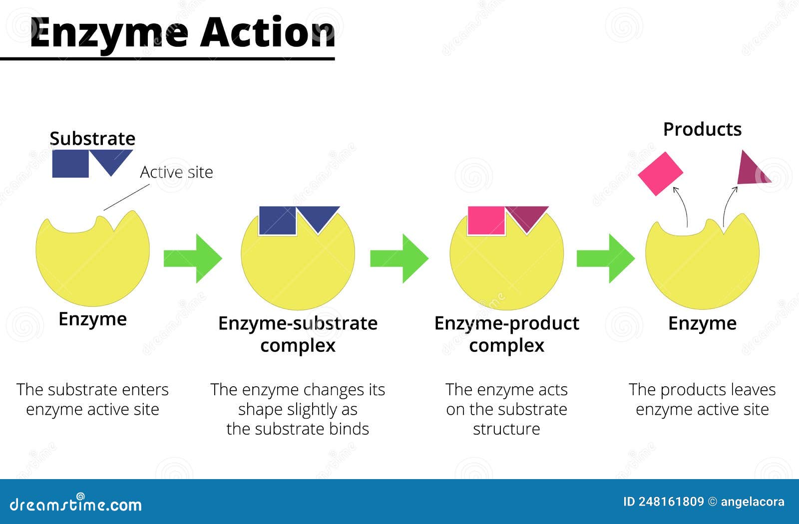 Substrate And Enzyme In Catalytic Cycle Vector Illustration ...