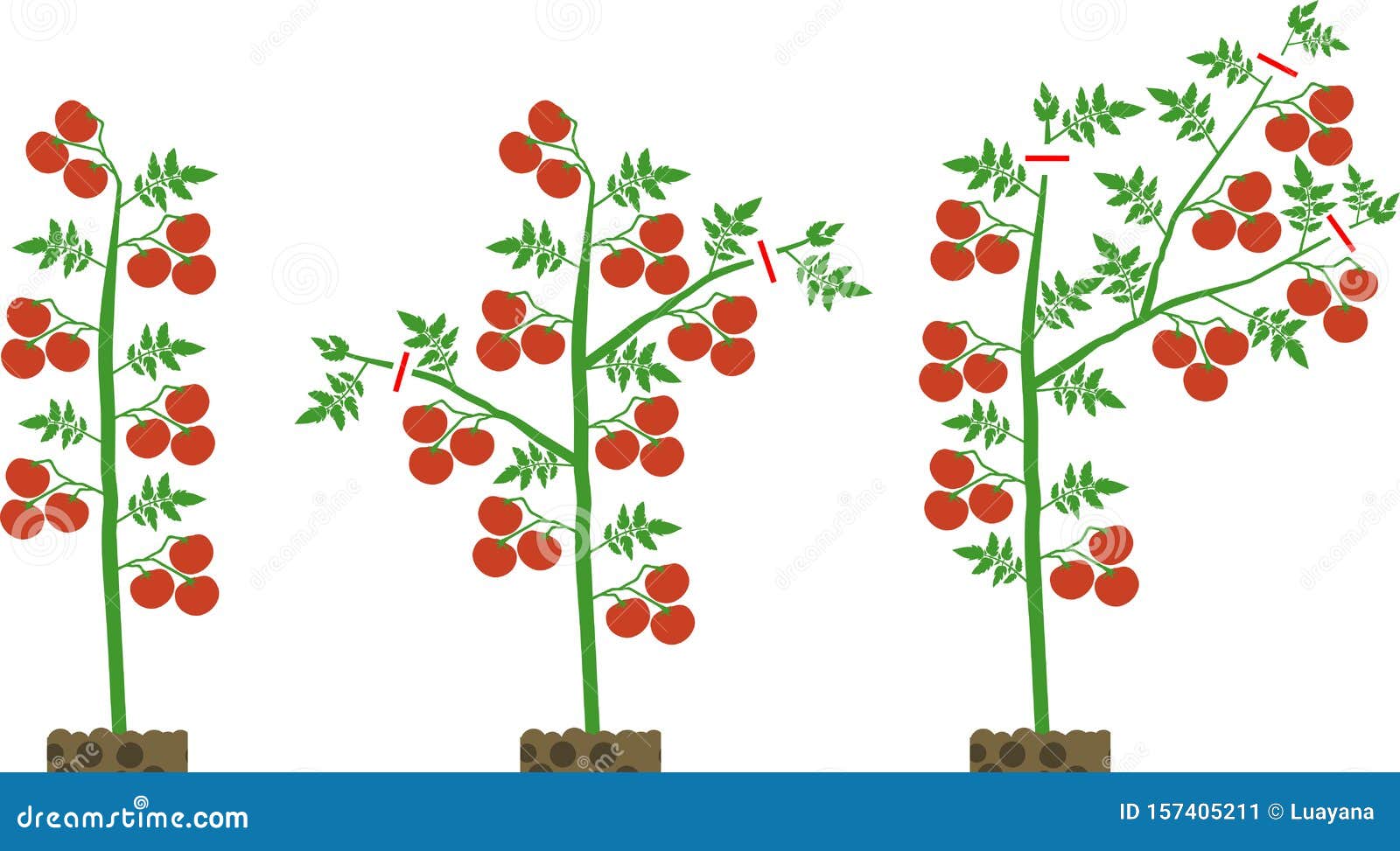 Scheme of Formation Determinate Tomato Varieties Stock Vector ... Scheme of Formation Determinate Tomato Varieties Stock Vector ...