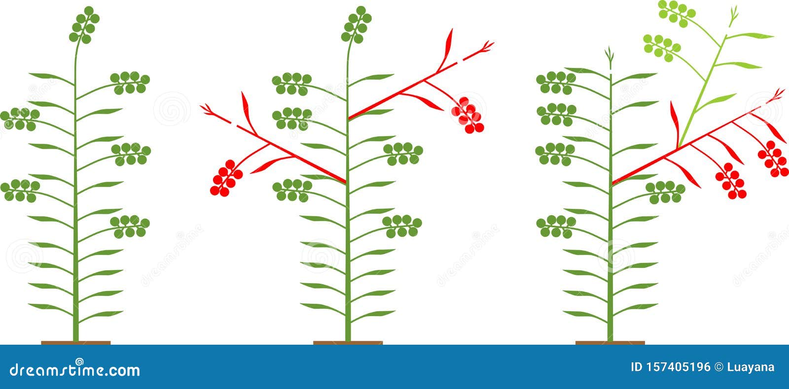 Scheme of Formation Determinate Tomato Varieties Stock Vector ... Scheme of Formation Determinate Tomato Varieties Stock Vector ...