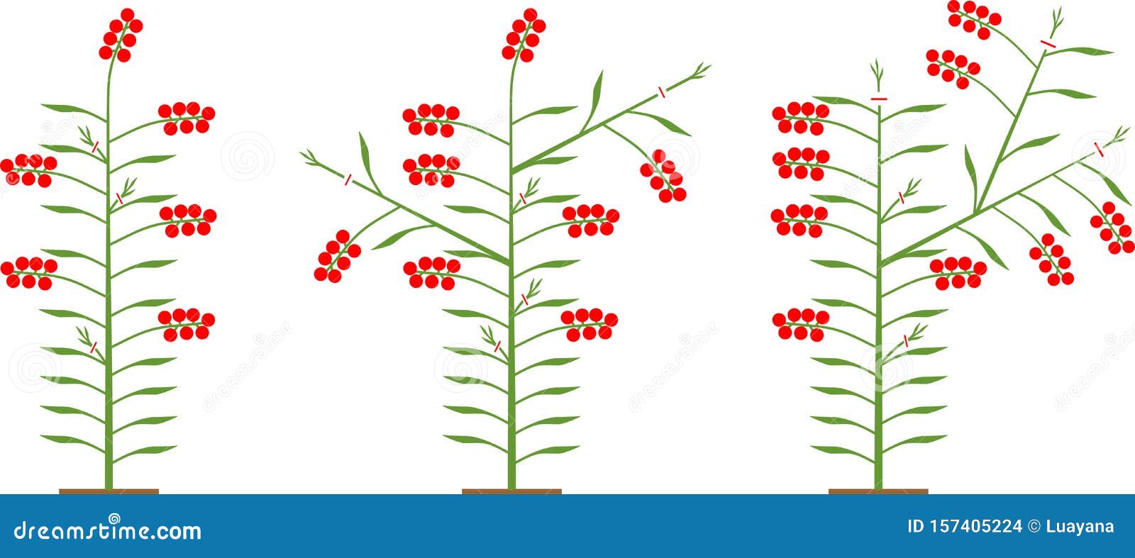 Scheme of Formation Determinate Tomato Varieties Stock Vector ... Scheme of Formation Determinate Tomato Varieties Stock Vector ...