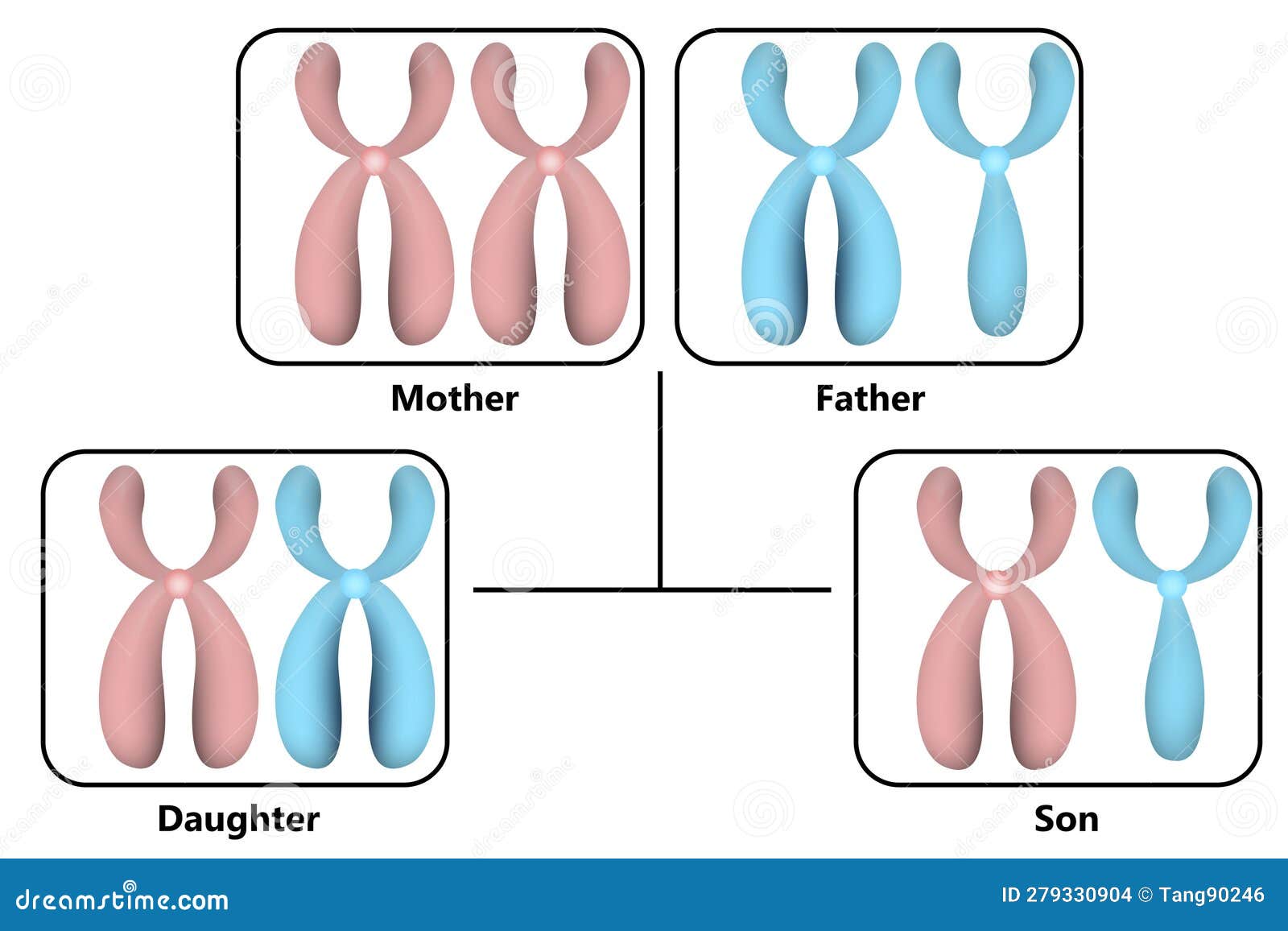 Scheme How X and Y Chromosomes are Passed on Stock Illustration ...