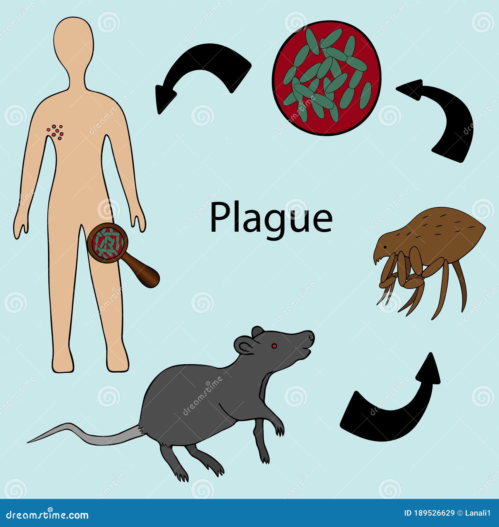 The Scheme Of Infection With The Plague Bacterium: Rat - Flea - Man ...