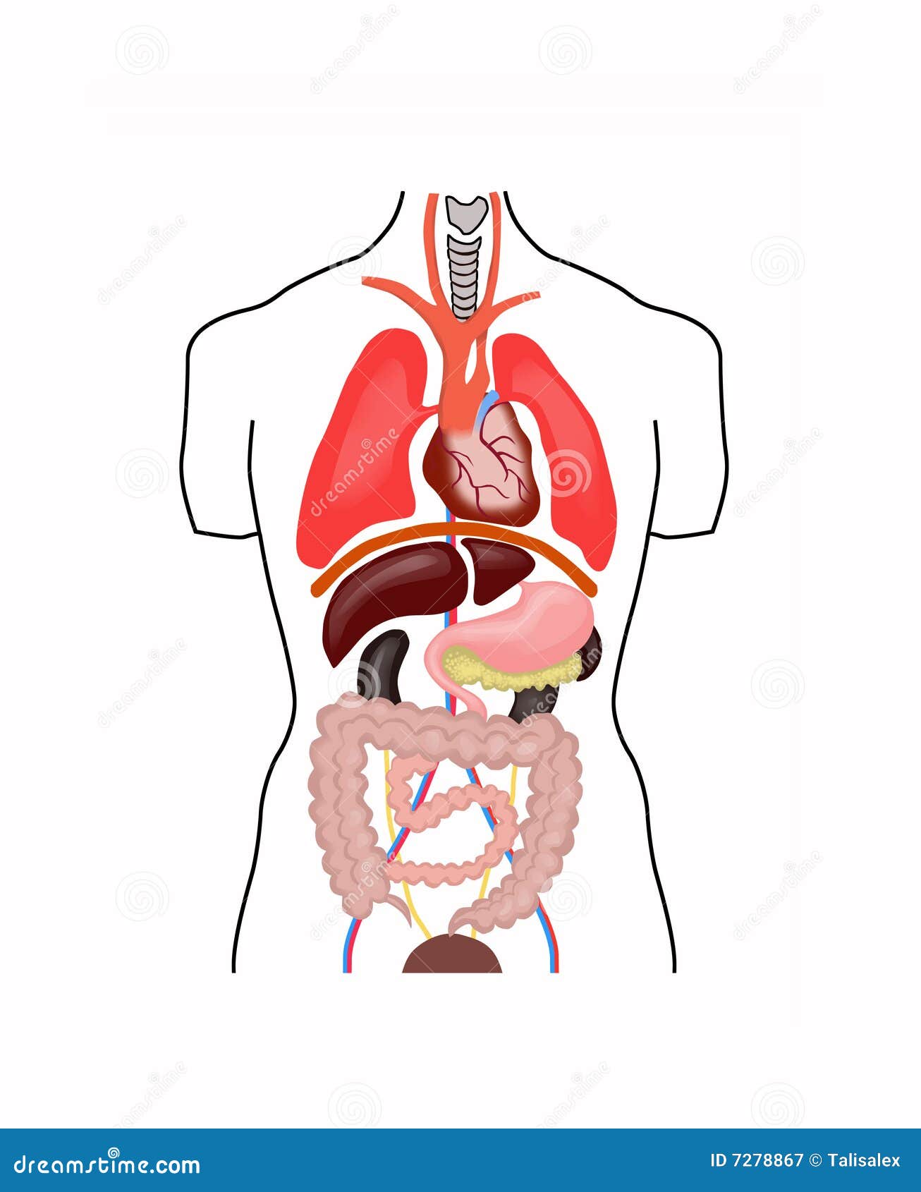 Scheme of inner structure stock illustration. Illustration of medical ...