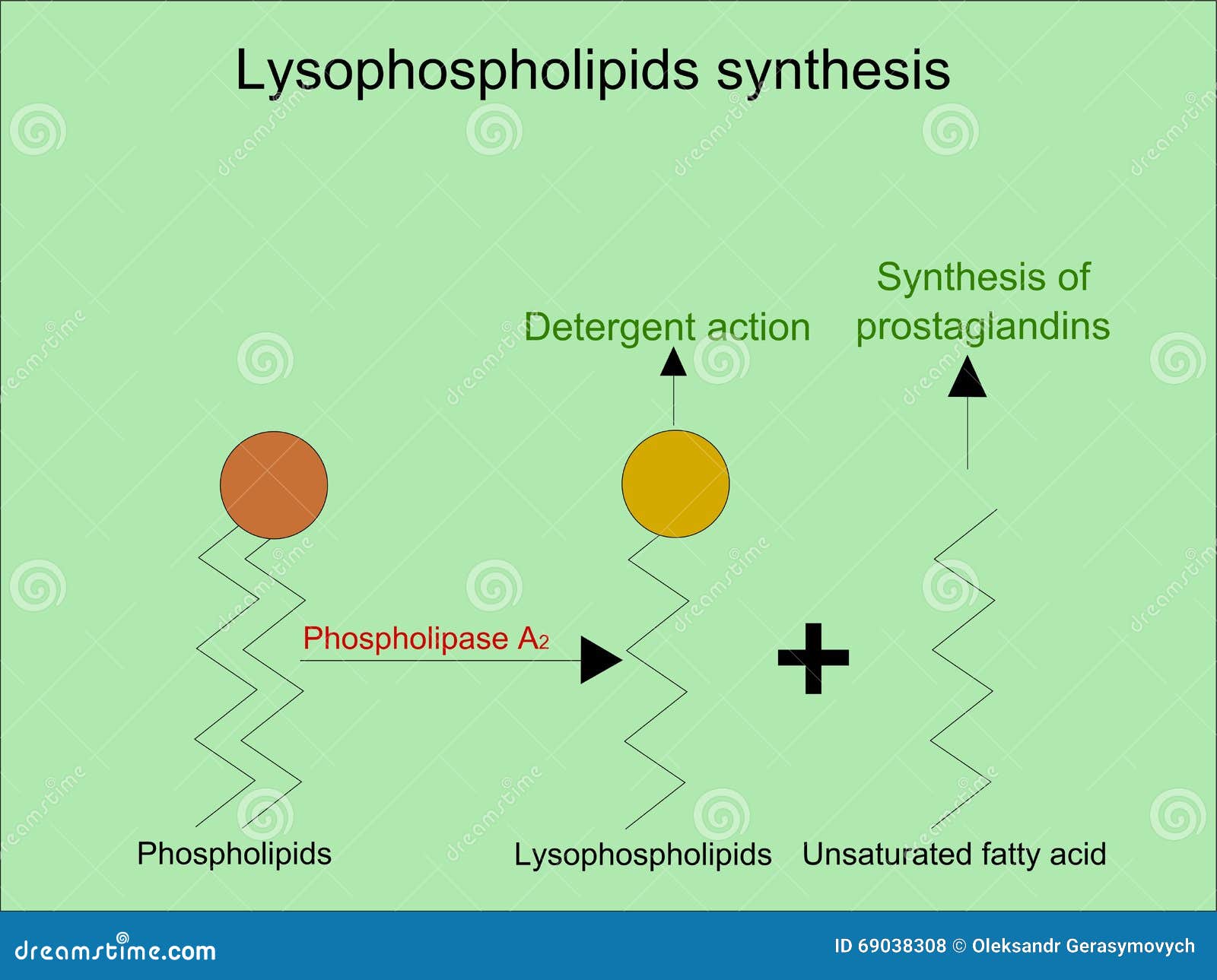 Scheme Of Lysophospholipids Synthesis Stock Vector - Image: 69038308