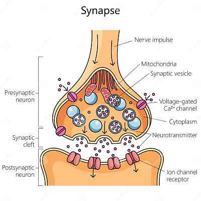 Scheme Nerve Synapse Chemical Synaptic Connection Stock Vector ...