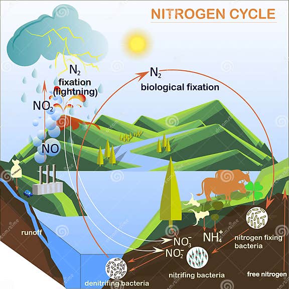 Scheme of the Nitrogen Cycle Illustration Stock Vector - Illustration ...
