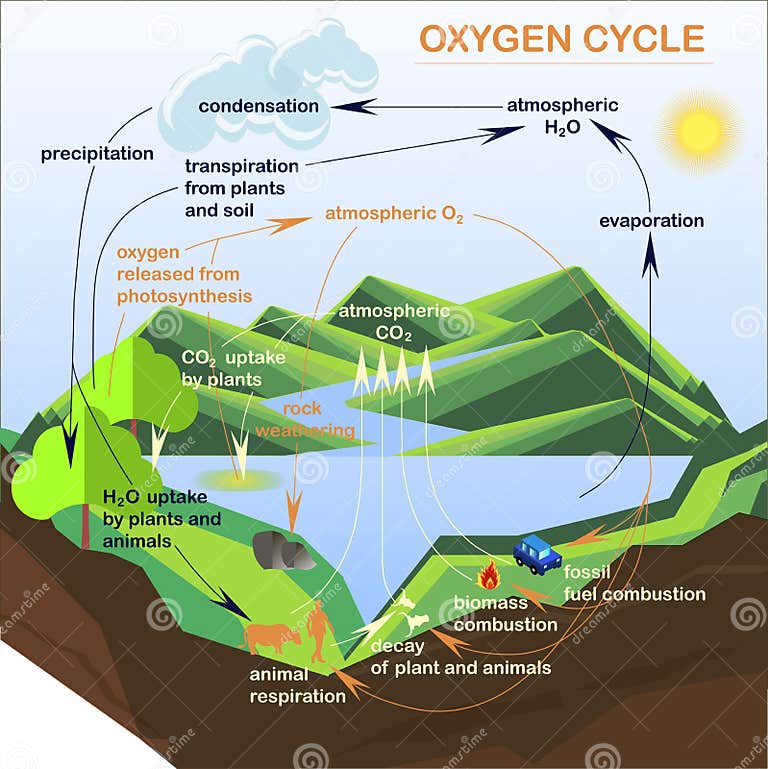Scheme of the Oxygen Cycle, Flats Design Stock Vector - Illustration of ...