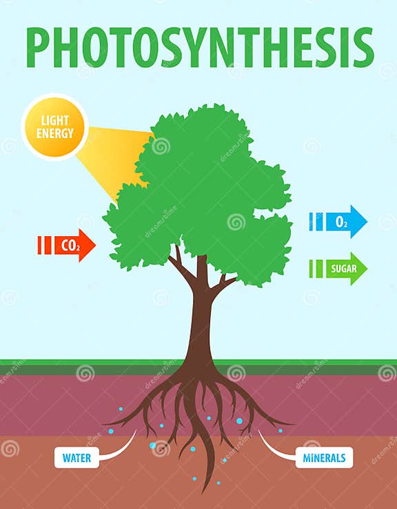 Scheme of Photosynthesis of a Tree Stock Vector - Illustration of ...