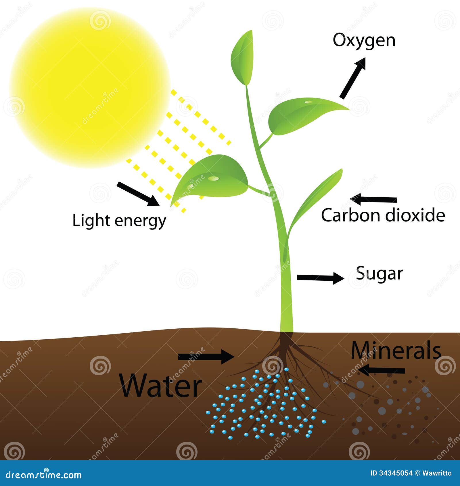 Scheme of photosynthesis stock vector. Image of global - 34345054