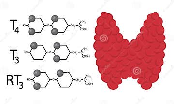 Scheme of Thyroid Function. Structural Chemical Formulas of Thyroid ...