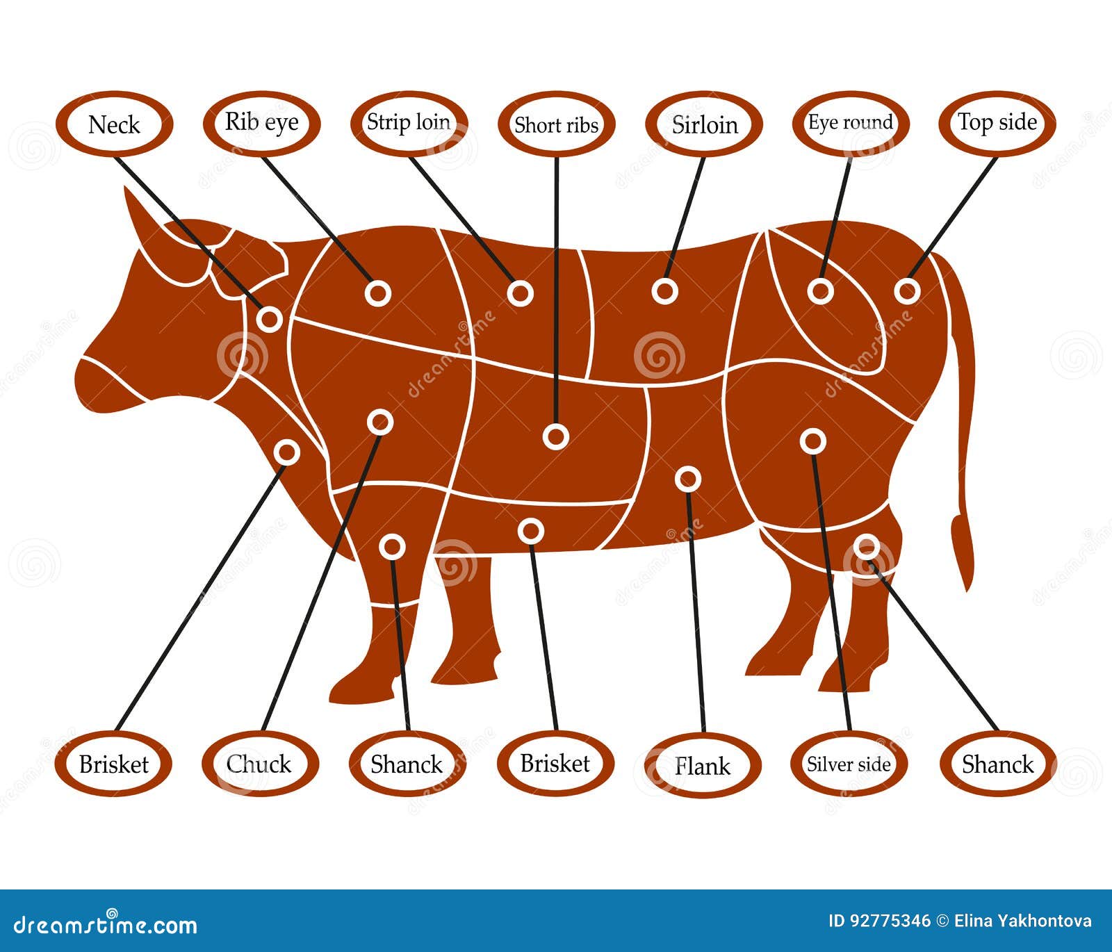 Beef Meat Carcass Cut Parts Cow Chops Info Graphics Scheme Sign Vector ...