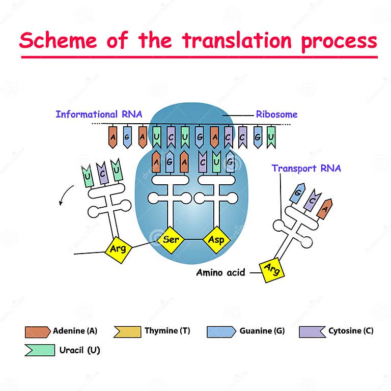 Scheme Of The Translation Process Syntesis Of Mrna From Dna In The