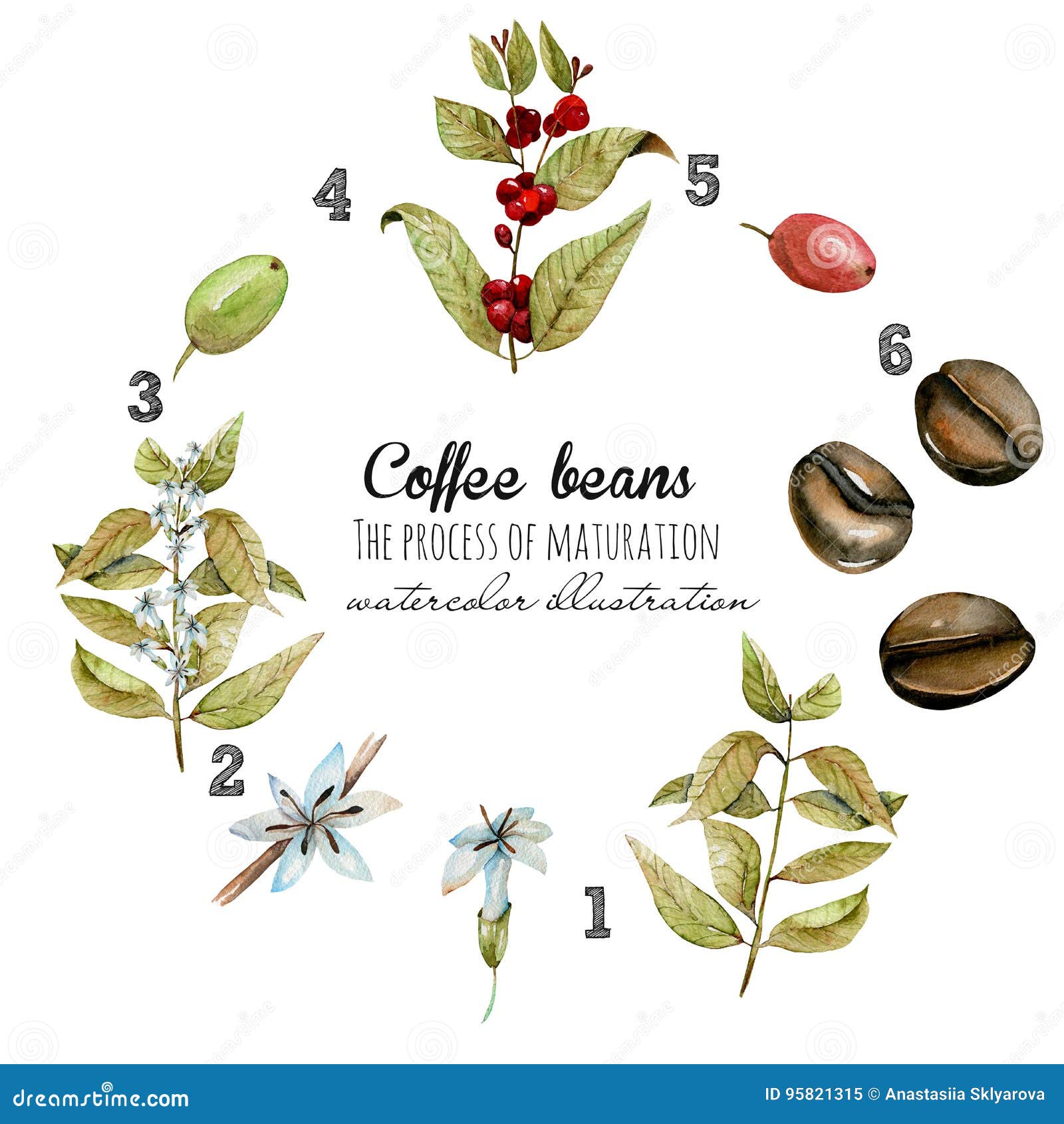Scheme in Watercolor of Process of Coffee Beans Maturation Stock ...