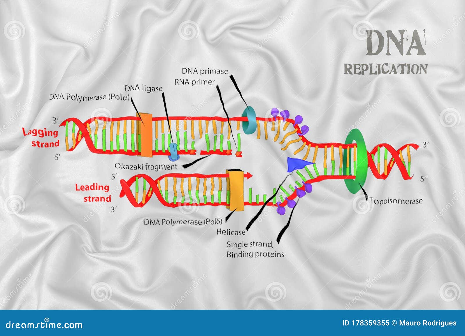 Schemi di replica del DNA illustrazione di stock. Illustrazione di ...