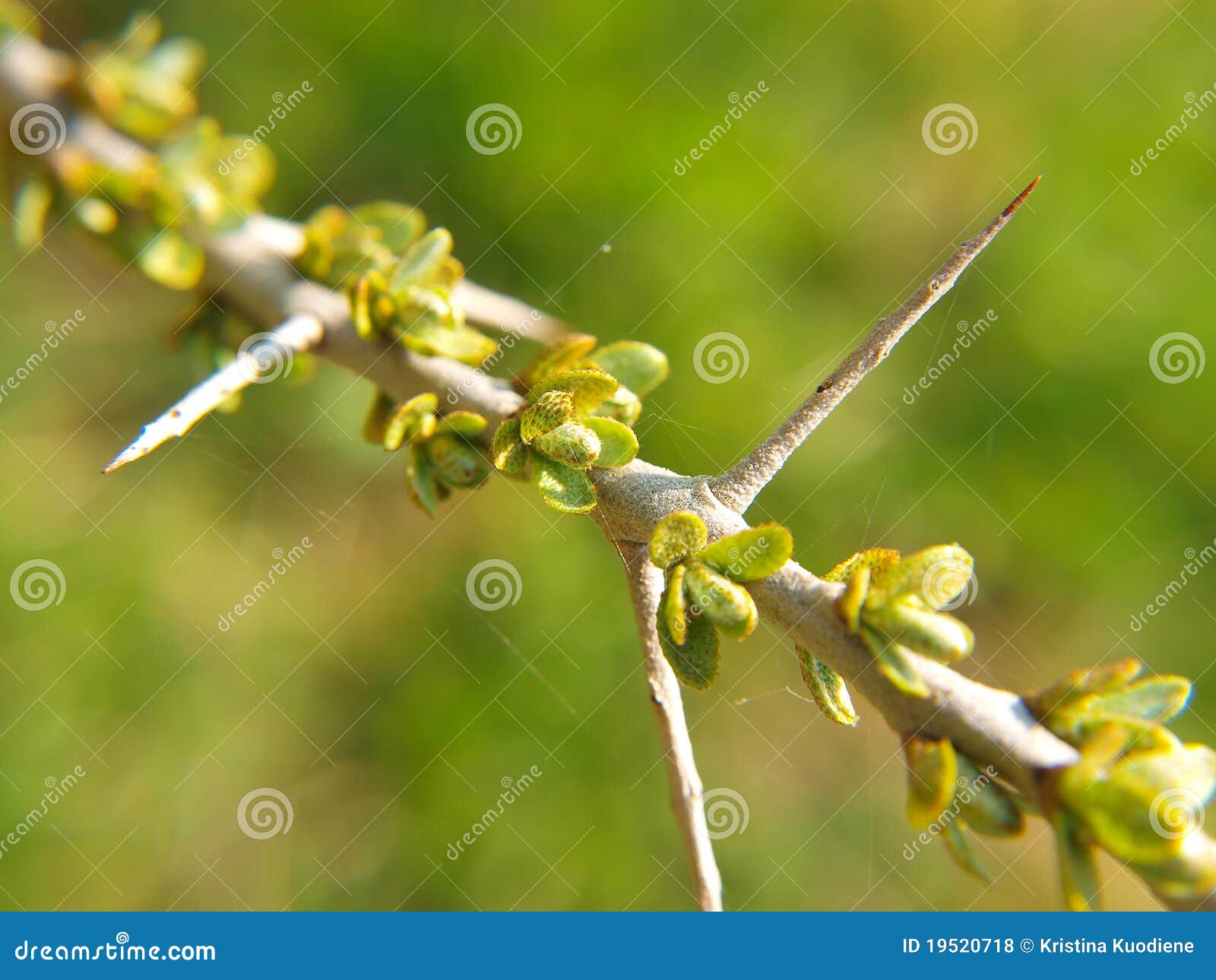 Scherpe Doornen stock foto. Image of inheems, lente, scherp - 19520718
