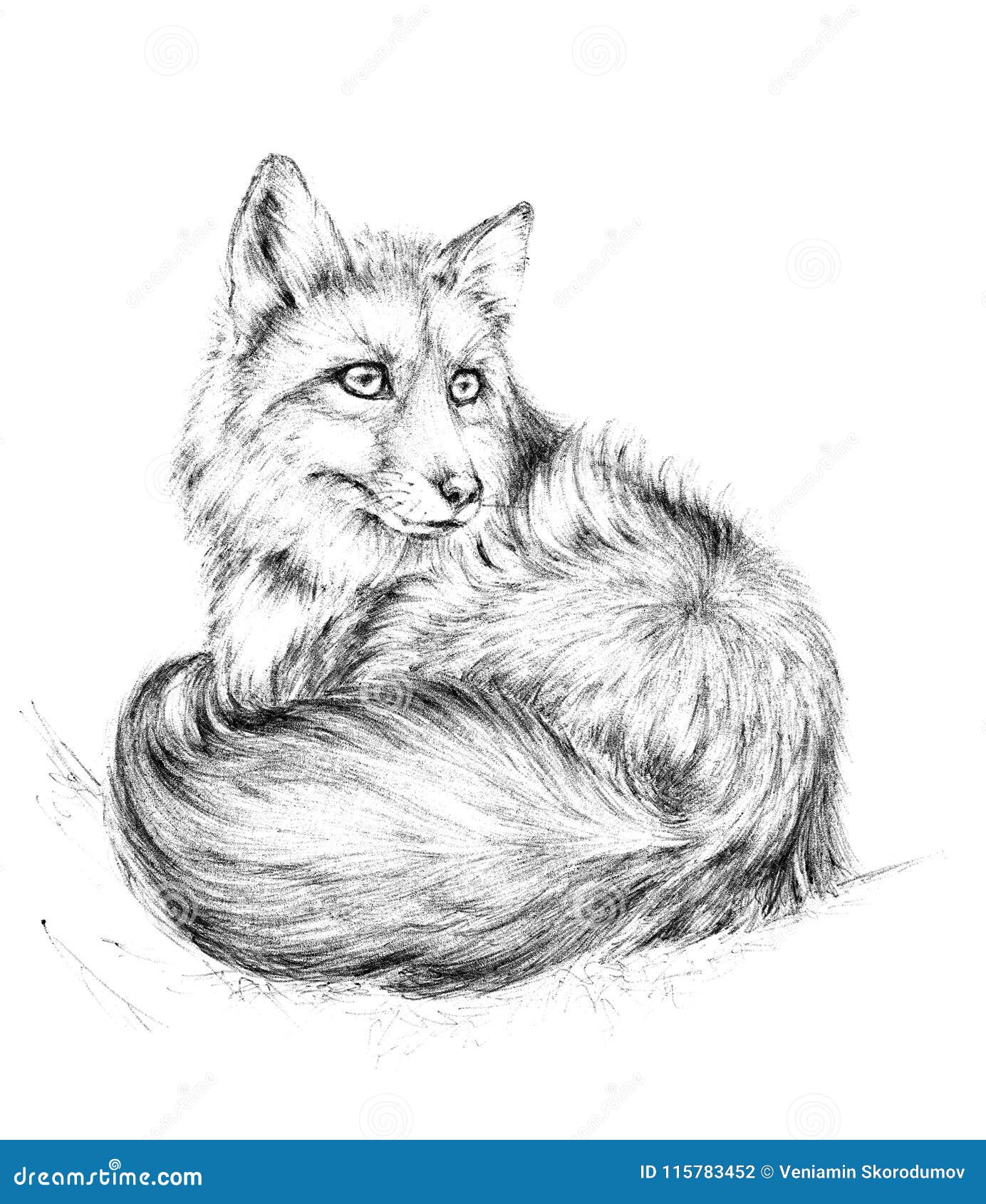 Schets Een Vos, Zwart-witte Tekening Stock Illustratie - Illustration ...