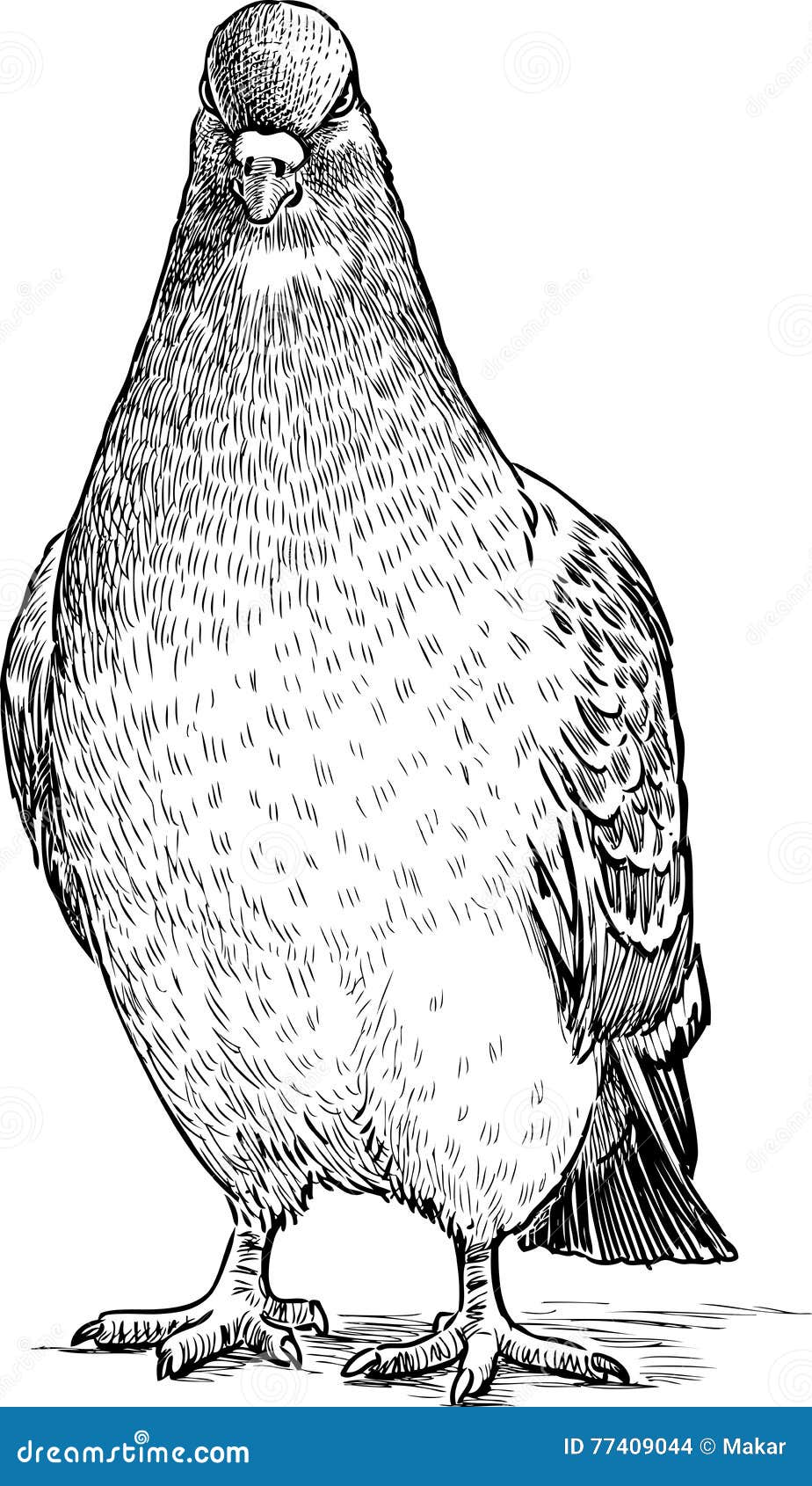 Schets van een duif vector illustratie. Illustration of klauwen - 77409044