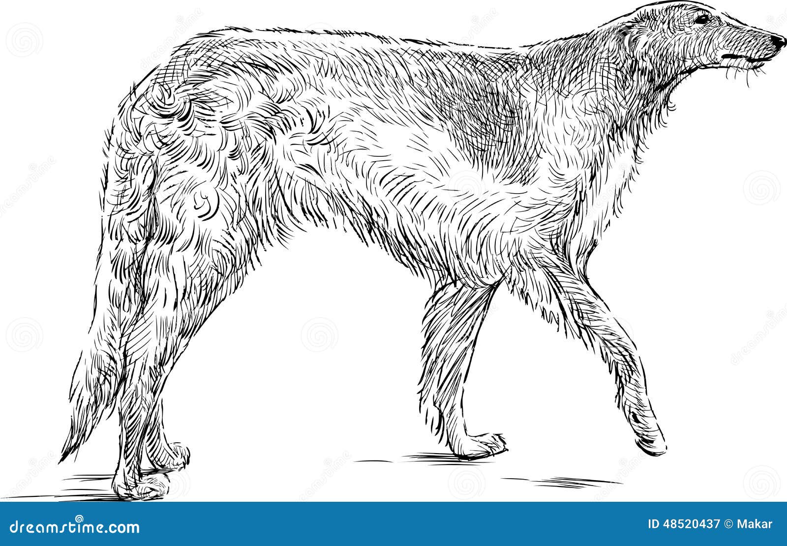 Schets van een windhond vector illustratie. Illustration of brak - 48520437