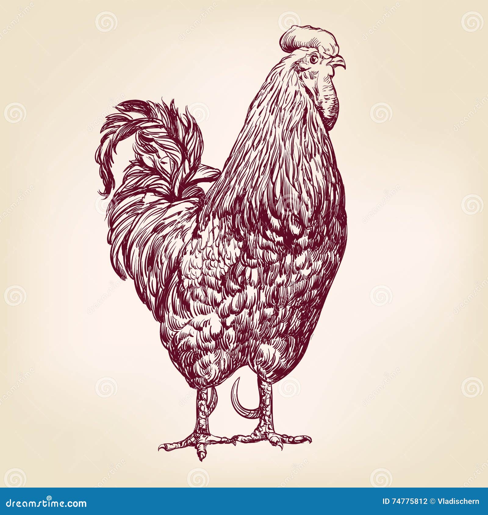 Schets Van Kippen De Hand Getrokken Vectorllustration Vector ...