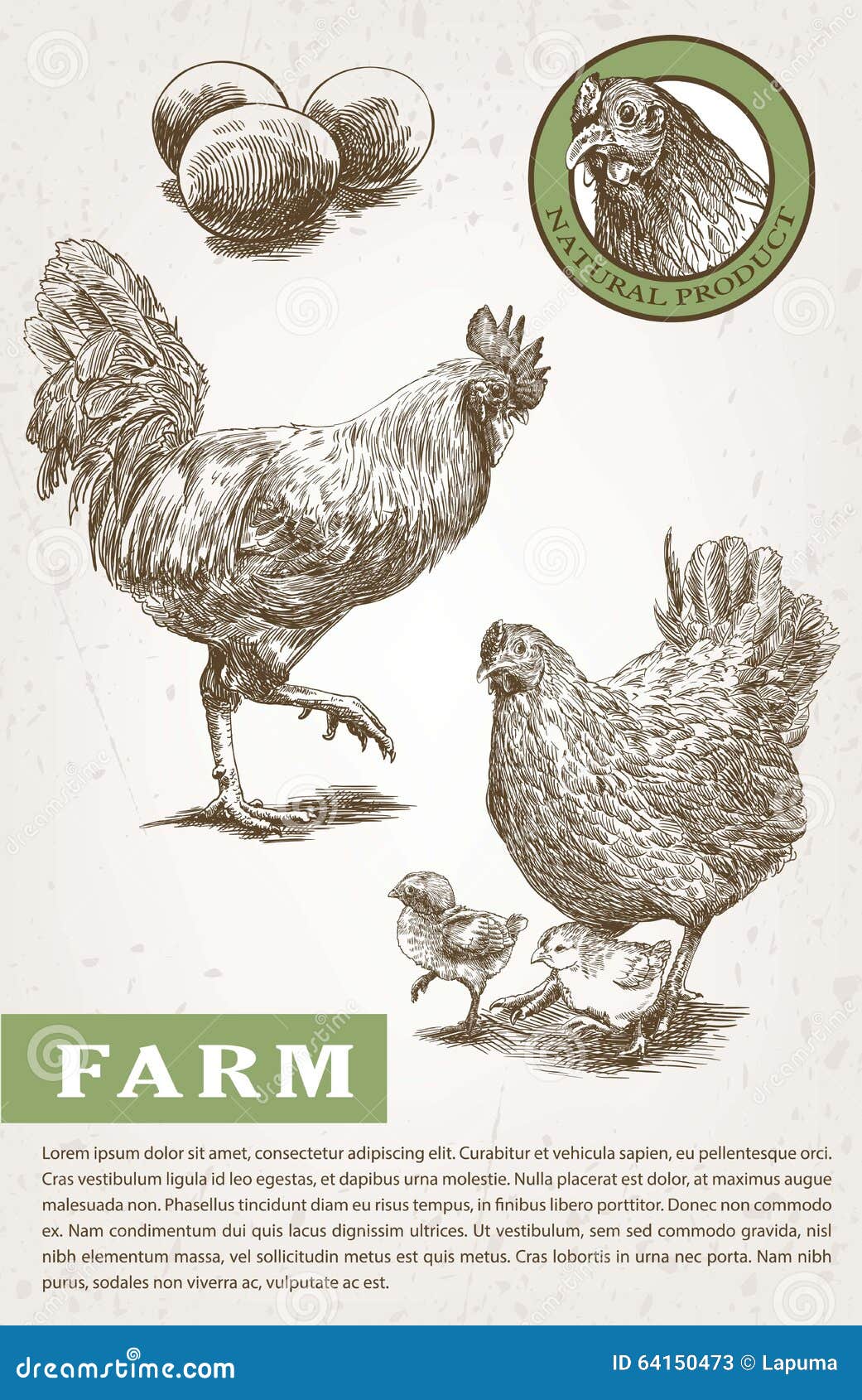 Schets Van Kroost-kip En Haan Vector Illustratie - Illustration of ...