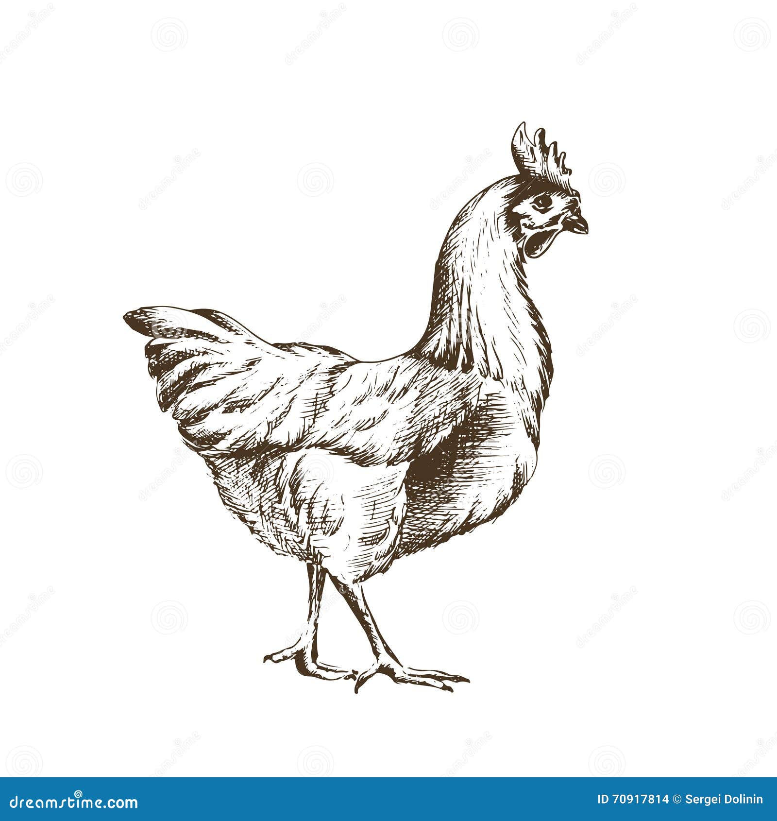 Schets Vectorillustratie Van Kip Vector Illustratie - Illustration of ...