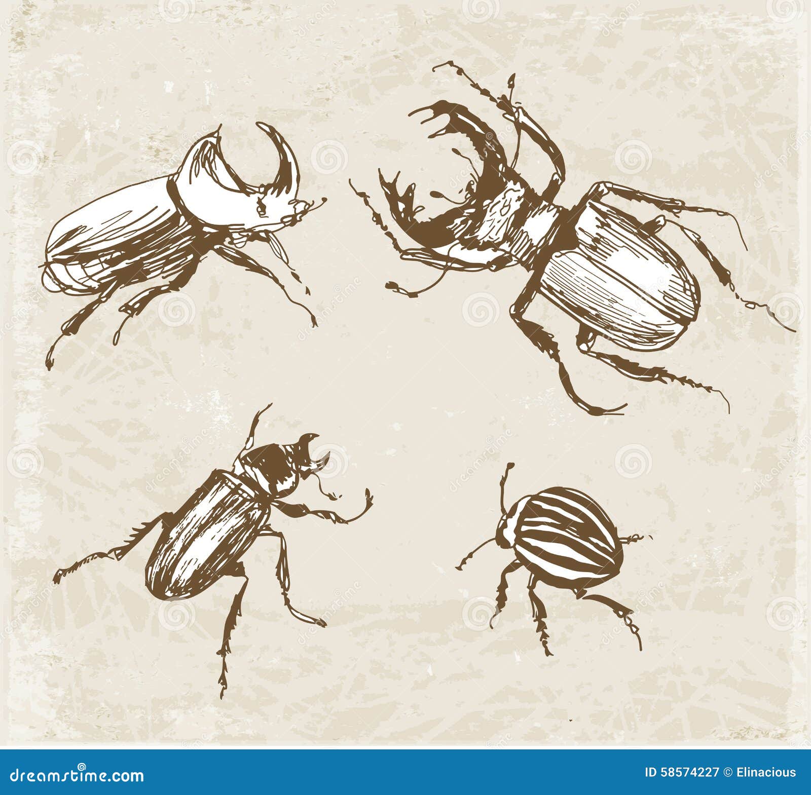 Schetsen Van Kevers Hand-drawn Met Inkt I Vector Illustratie ...