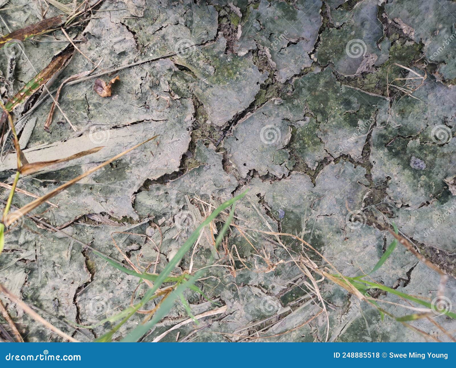 Scheurtjes Op De Grond Als Gevolg Van Droogte. Stock Foto - Image of ...