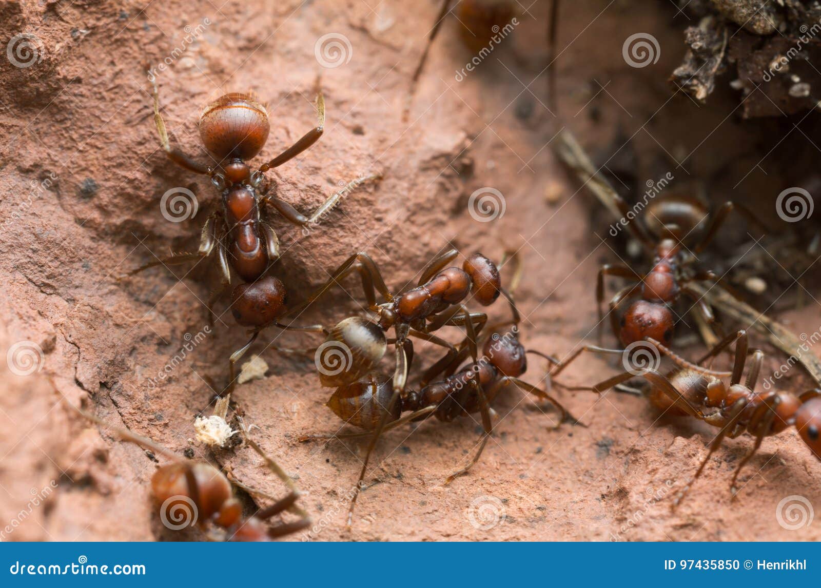 Schiavo-facendo Le Formiche, Rufescens Del Polyergus Sulla Roccia ...