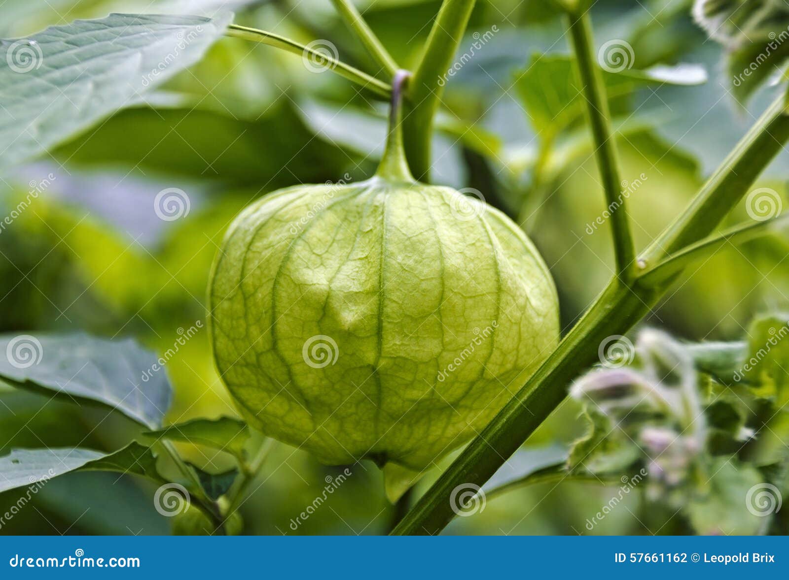 Schil Van Een Physalis-ixocarpa Stock Foto - Image of voeding, keuken ...
