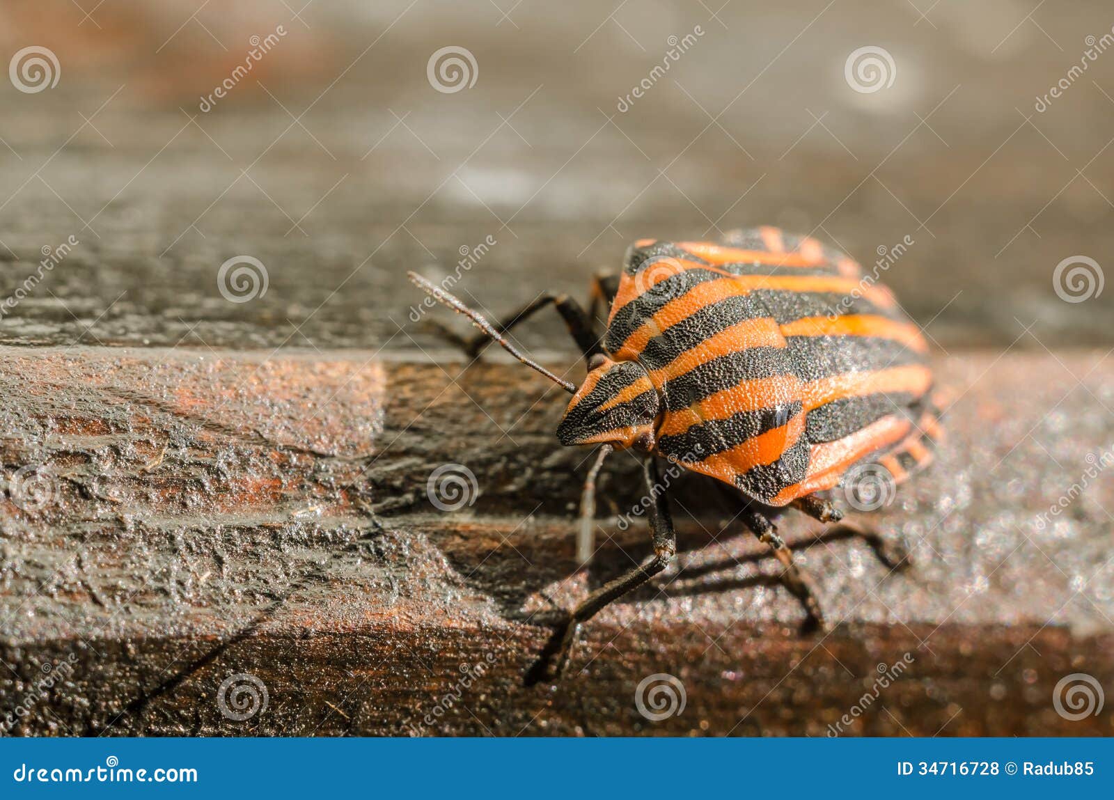 Schild-Wanzen-oder Gestank-Wanzen-Insekten-Makro Stockfoto - Bild von ...