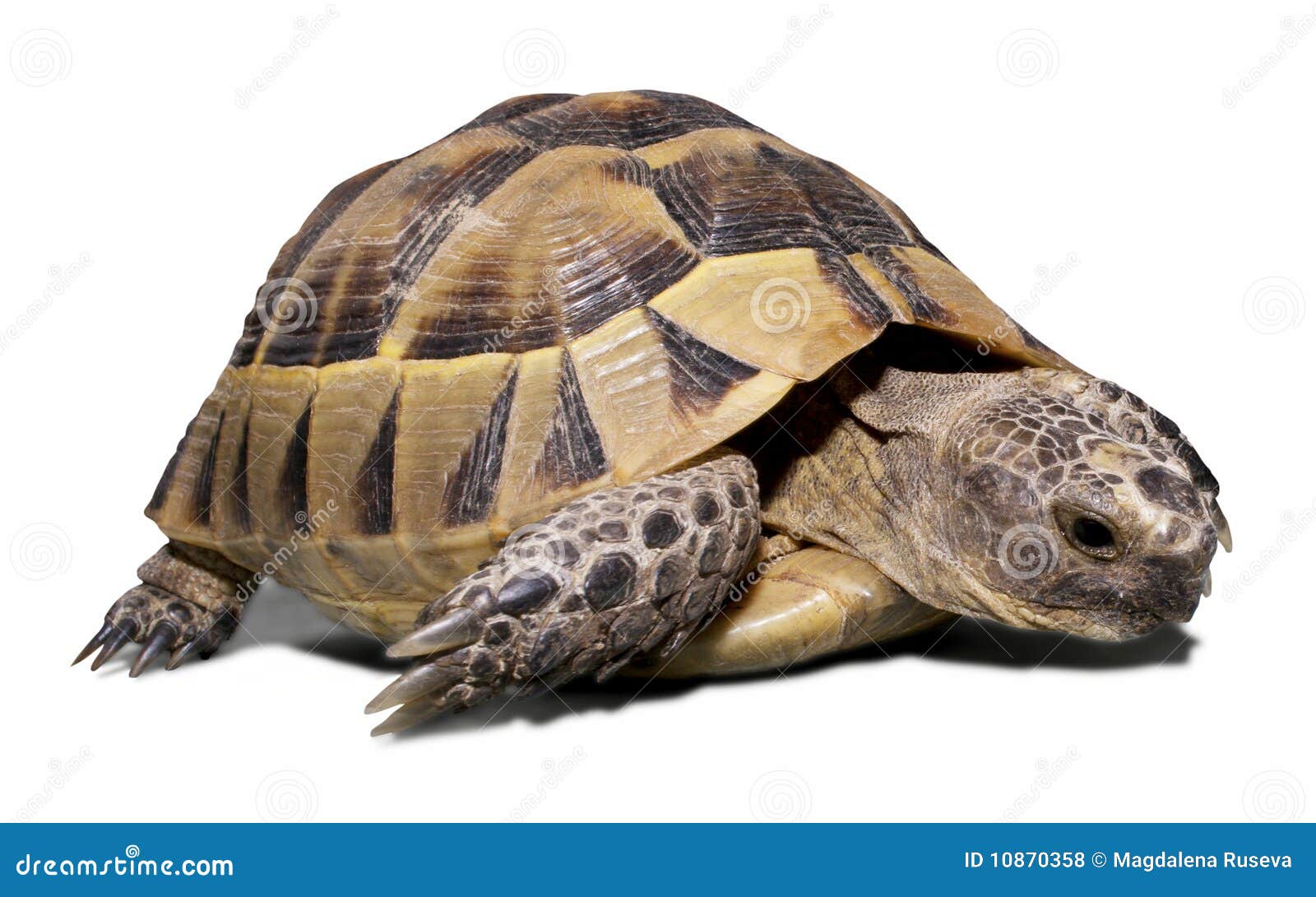Schildpad stock foto. Image of dier, geïsoleerd, persistentie - 10870358