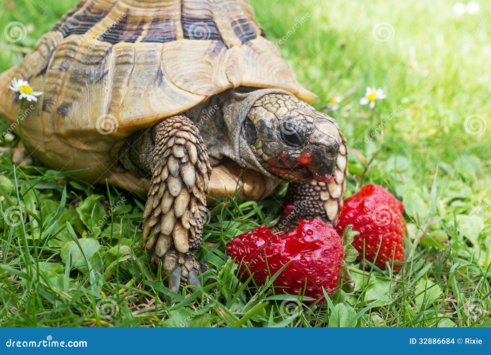 Schildpad Die Aardbeien Eten Stock Foto - Image of leuk, rijp: 32886684