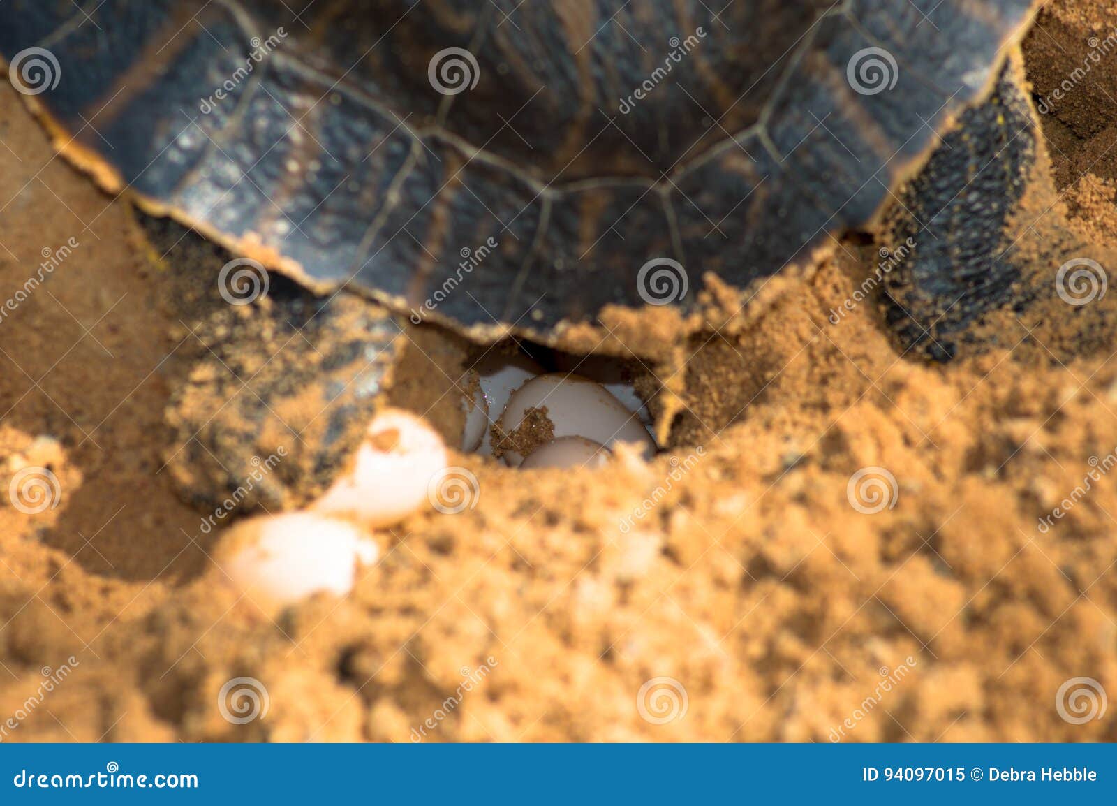 Schildpad Die Eieren Leggen Stock Afbeelding - Image of nave, partijen ...