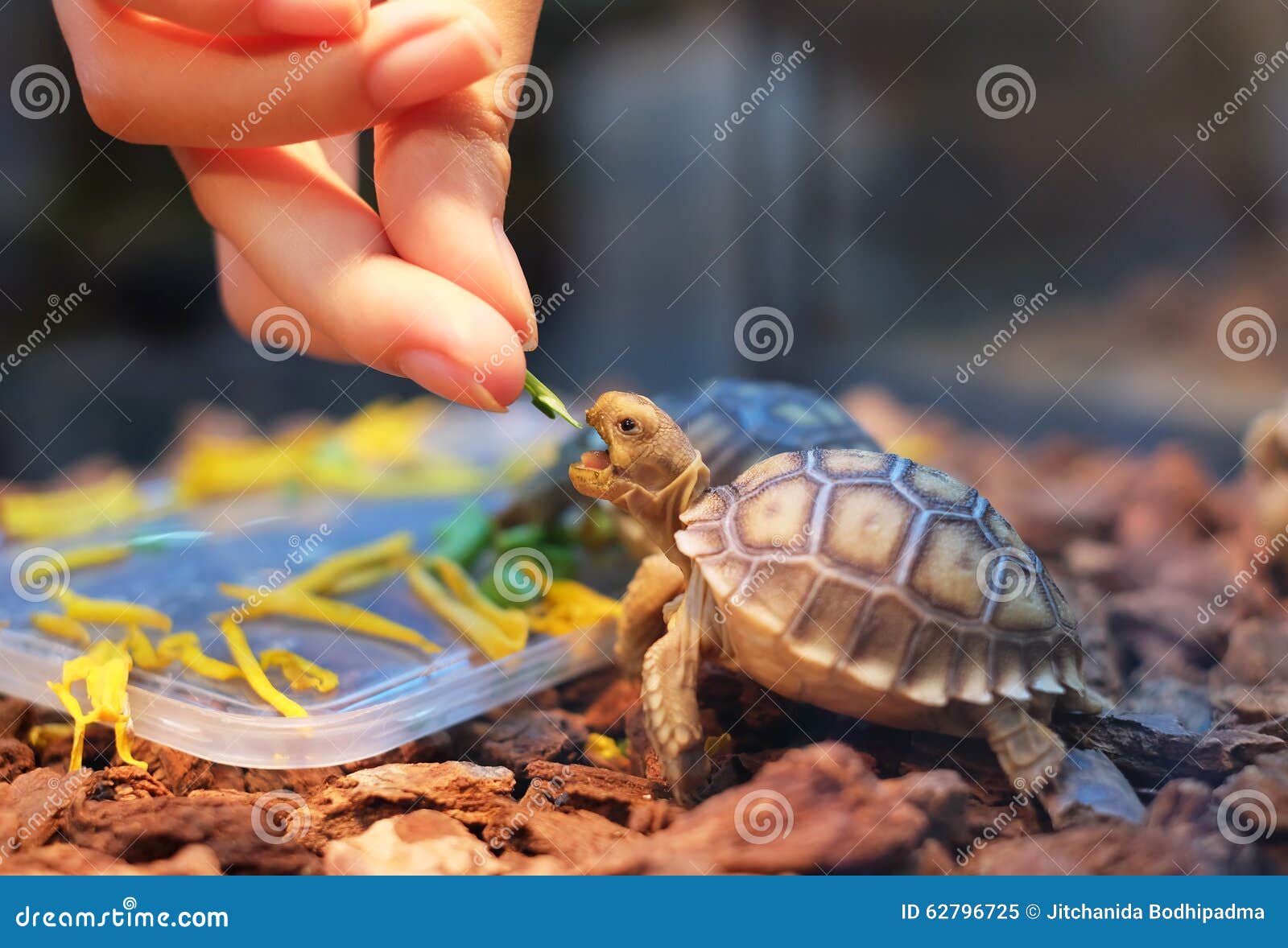 Schildpad Die Sommige Groenten Eten Stock Afbeelding - Image of ...
