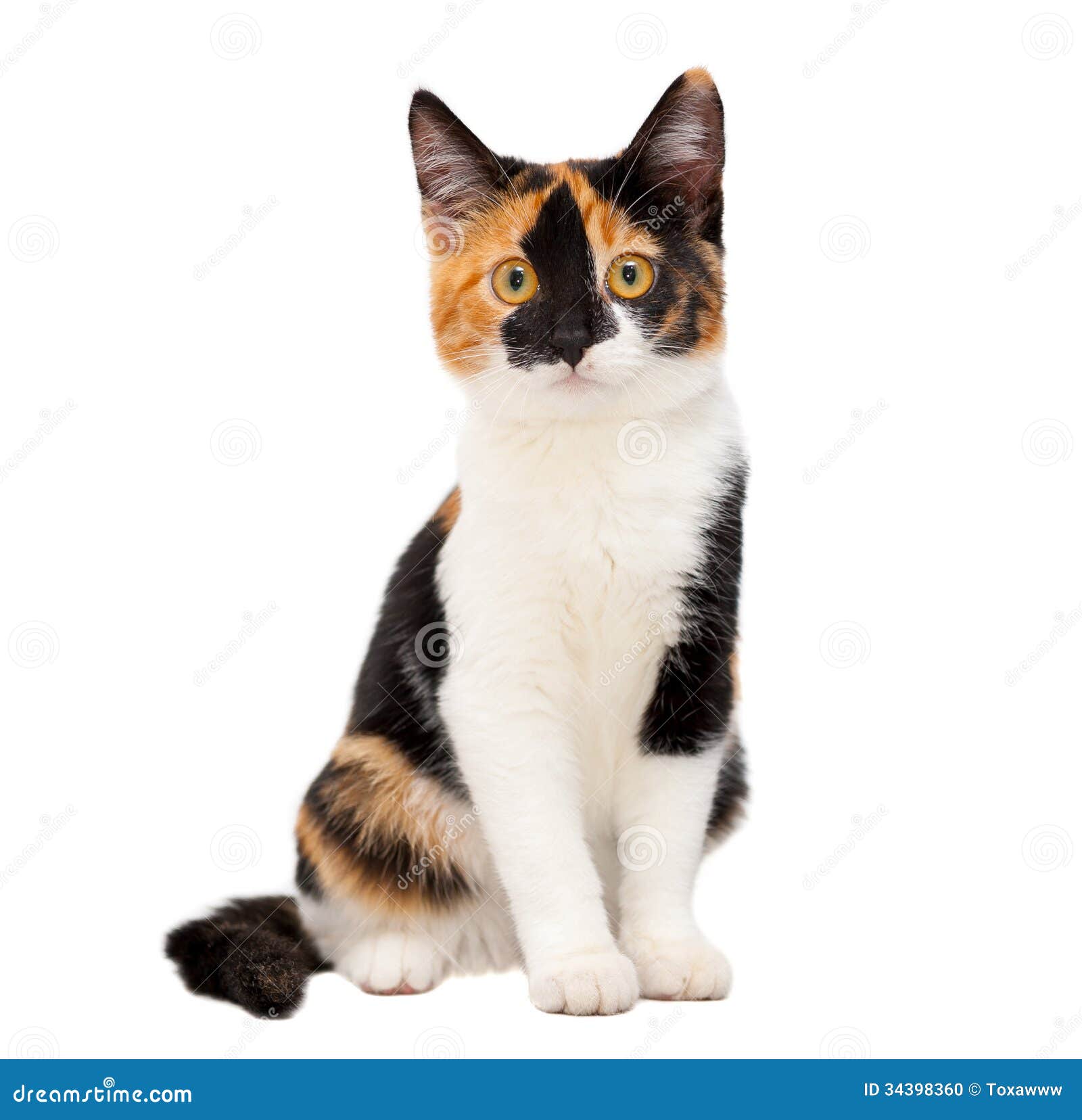 Schildpad Drie Kleuren Jonge Kat Stock Foto - Image of jong, katje ...