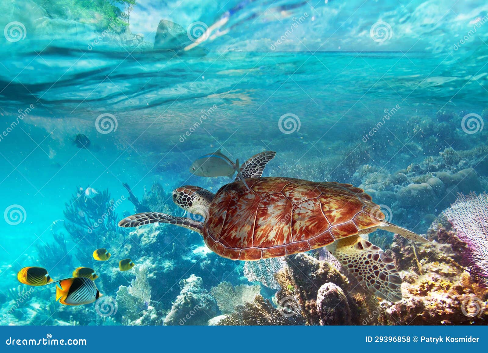 Schildpad in Het Tropische Water Van Thailand Stock Foto - Image of ...