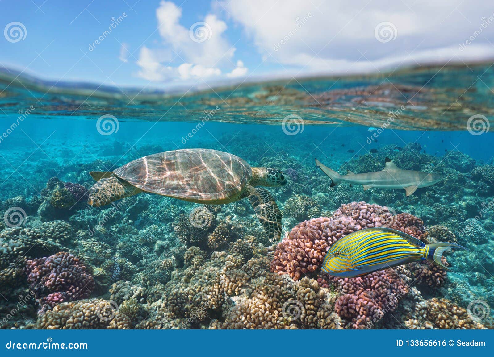Schildpad Op Koraalrif Bora Bora French Polynesia Stock Foto - Image of ...