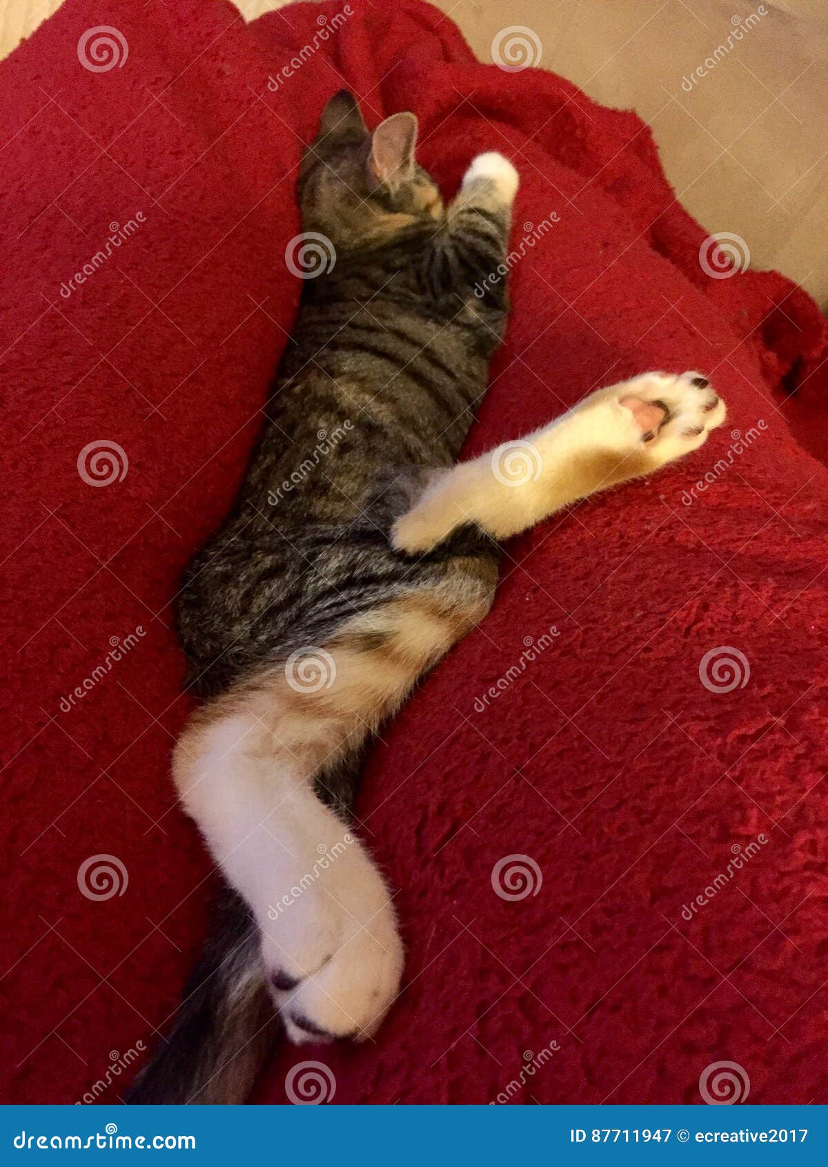 Schildpad Tabby Cat Big Feet Stock Afbeelding - Image of groen, stel ...