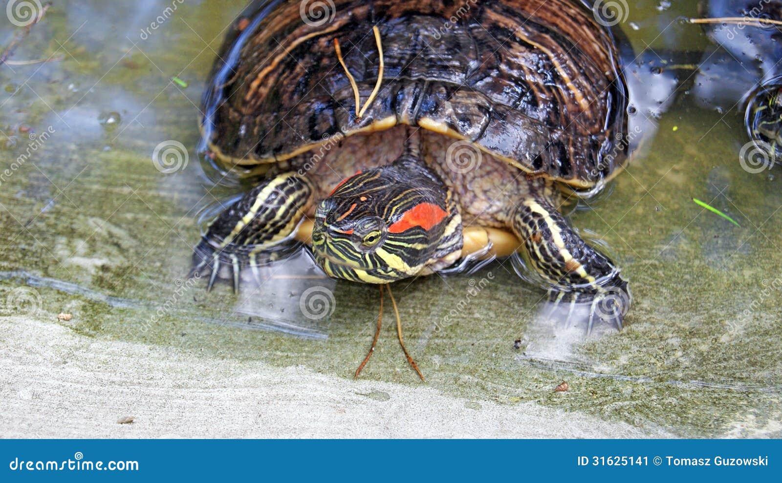Schildpad in water stock afbeelding. Image of karper - 31625141