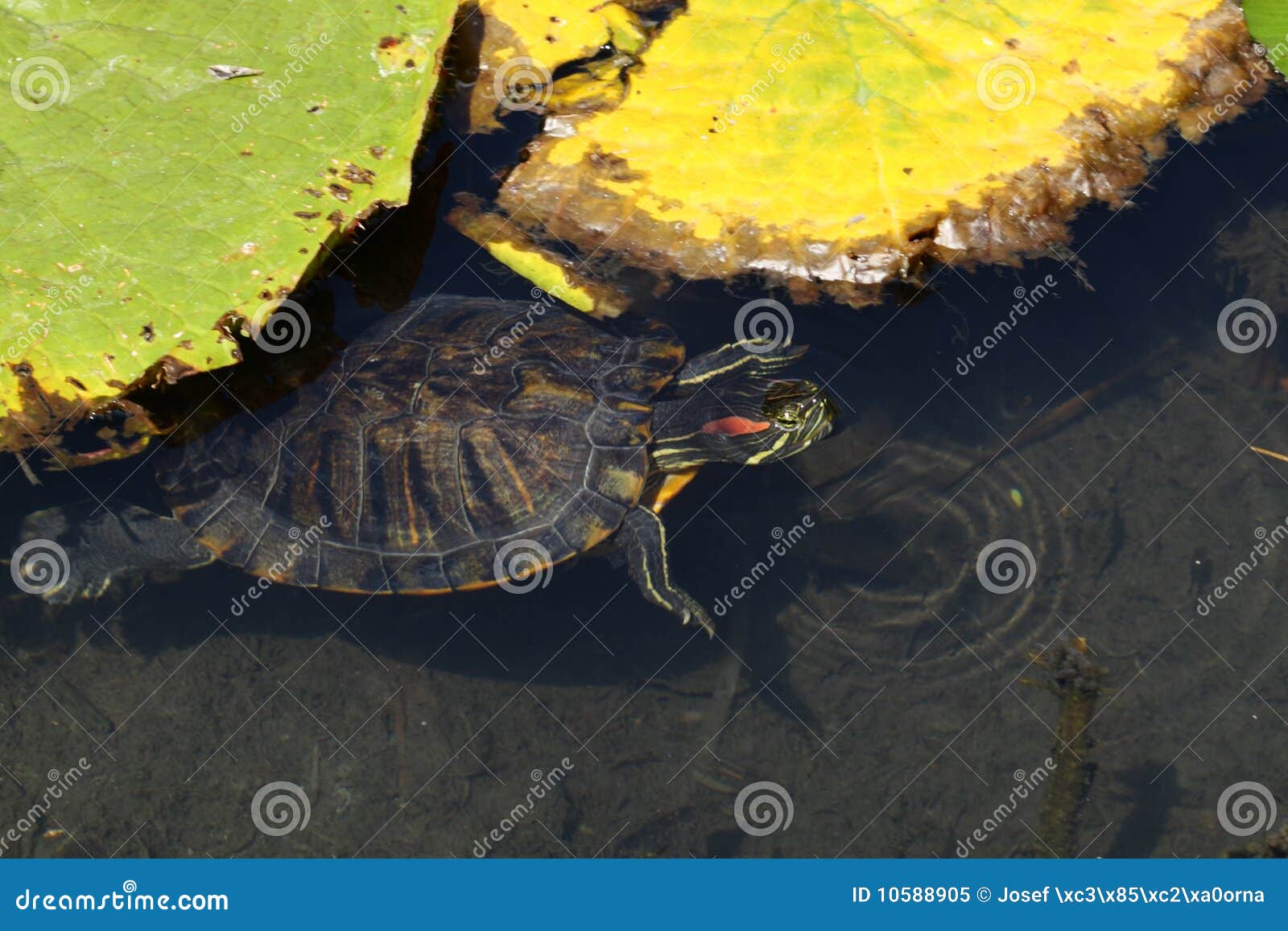 Schildpad in Water Tussen Bladeren Stock Afbeelding - Image of ...