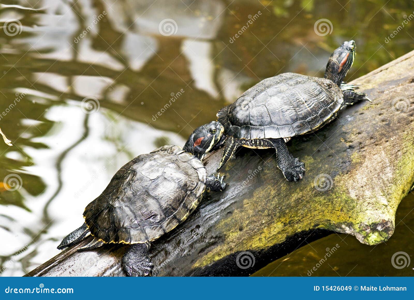 Schildpadden stock afbeelding. Image of water, dieren - 15426049