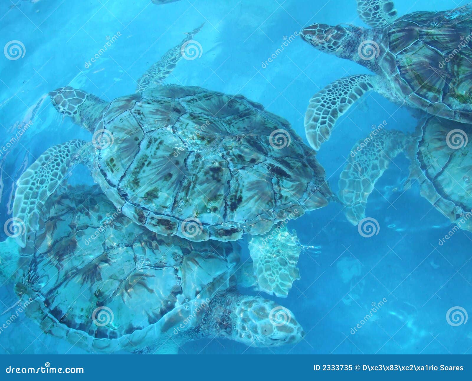 Schildpadden stock afbeelding. Image of schildpadden, oceaan - 2333735
