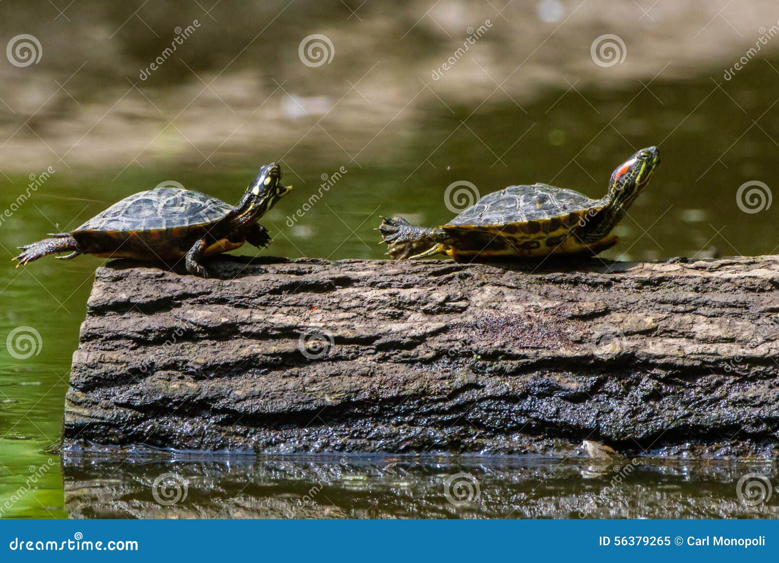 2 schildpadden stock afbeelding. Image of twee, zitting - 56379265