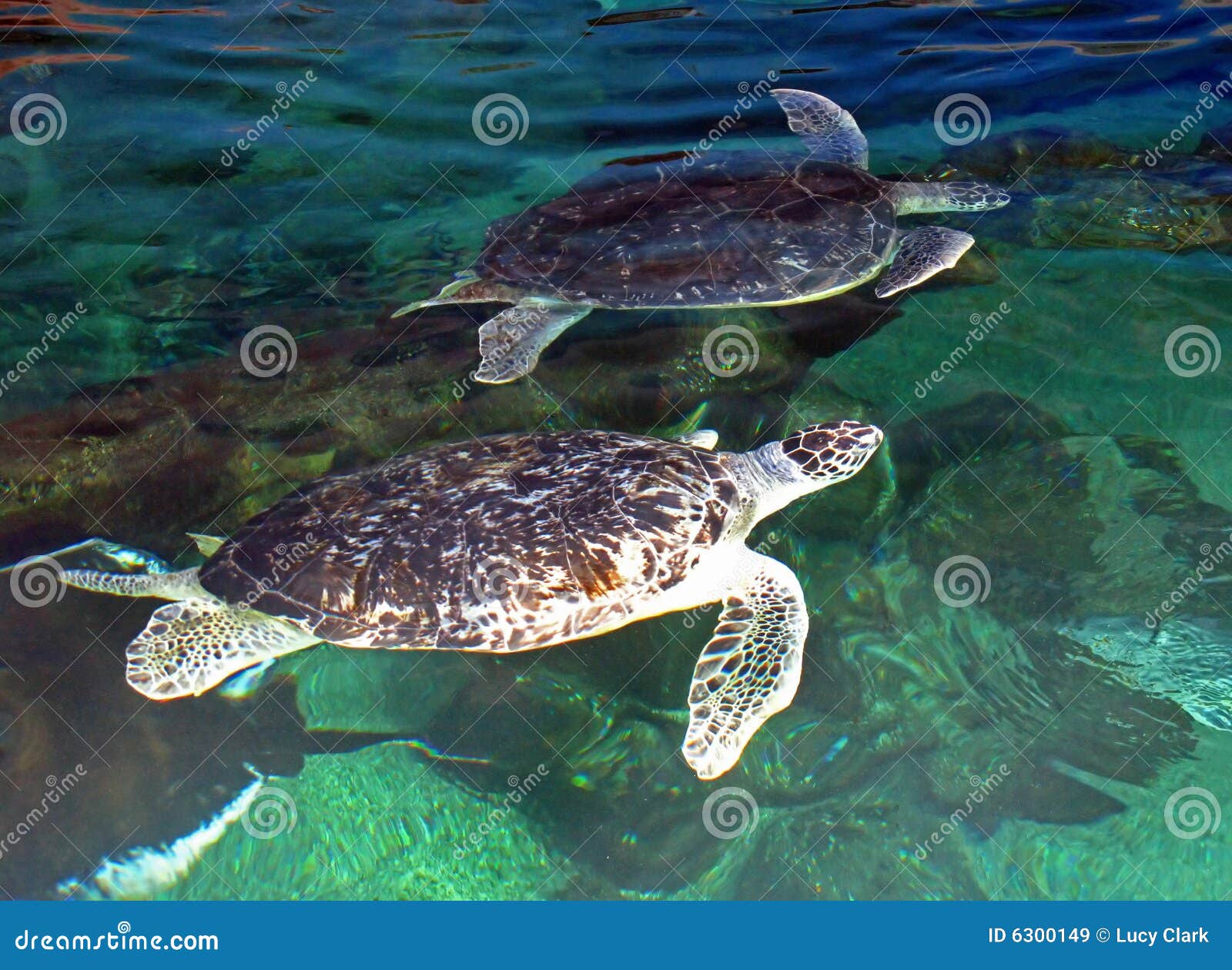 Schildpadden stock afbeelding. Image of schalen, zwem - 6300149