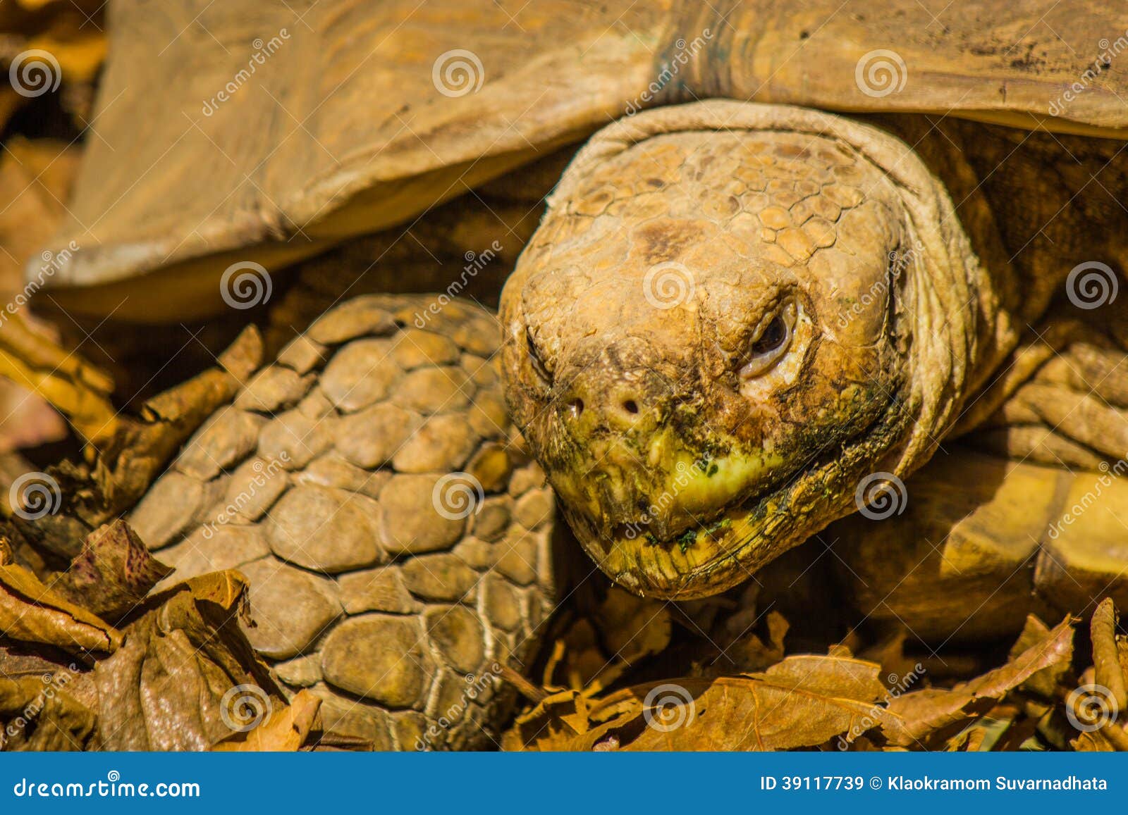 Schildpadden in Bangkok stock afbeelding. Image of schildpad - 39117739